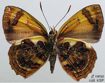 Papua Insects Foundation (Lepidoptera/Lycaenidae/Lycaeninae ...